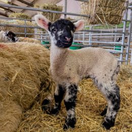 Homepage | Rand Farm Park