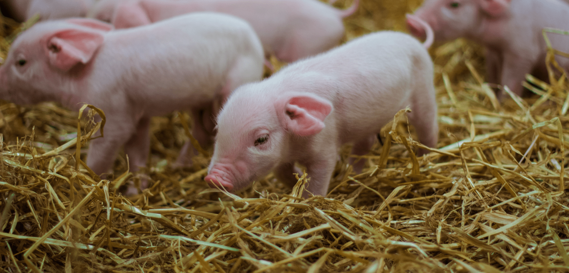 Homepage | Rand Farm Park