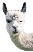 Live Animal Page | Rand Farm Park